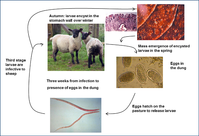 Sheep worms and their control | Zoetis IE