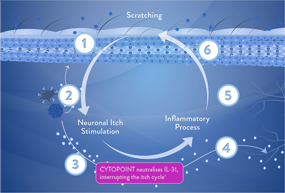 CYTOPOINT® − Mode of Action (The Itch Cycle) | Zoetis IE